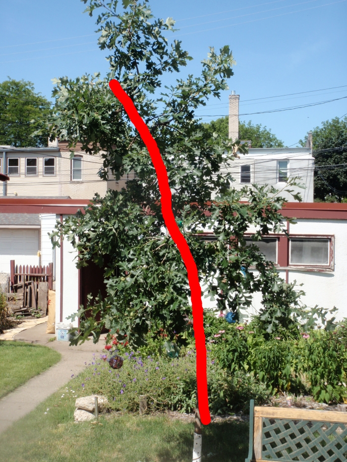 Travels and Other Mullings: (Bent) Oak Tree