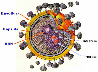 ¿Tienes sida?: Agente infeccioso del sida (VIH)