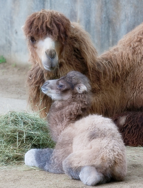 Cute Baby Pictures Daily: pictures of animals and their babies