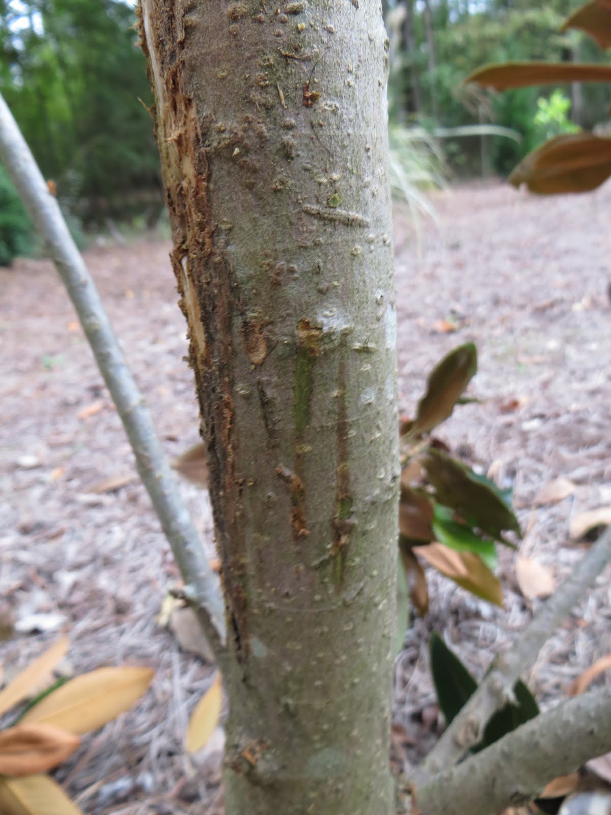 Southern Magnolia Tree Bark