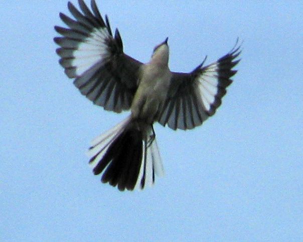 backyard critter watch: Dance of the Mockingbird