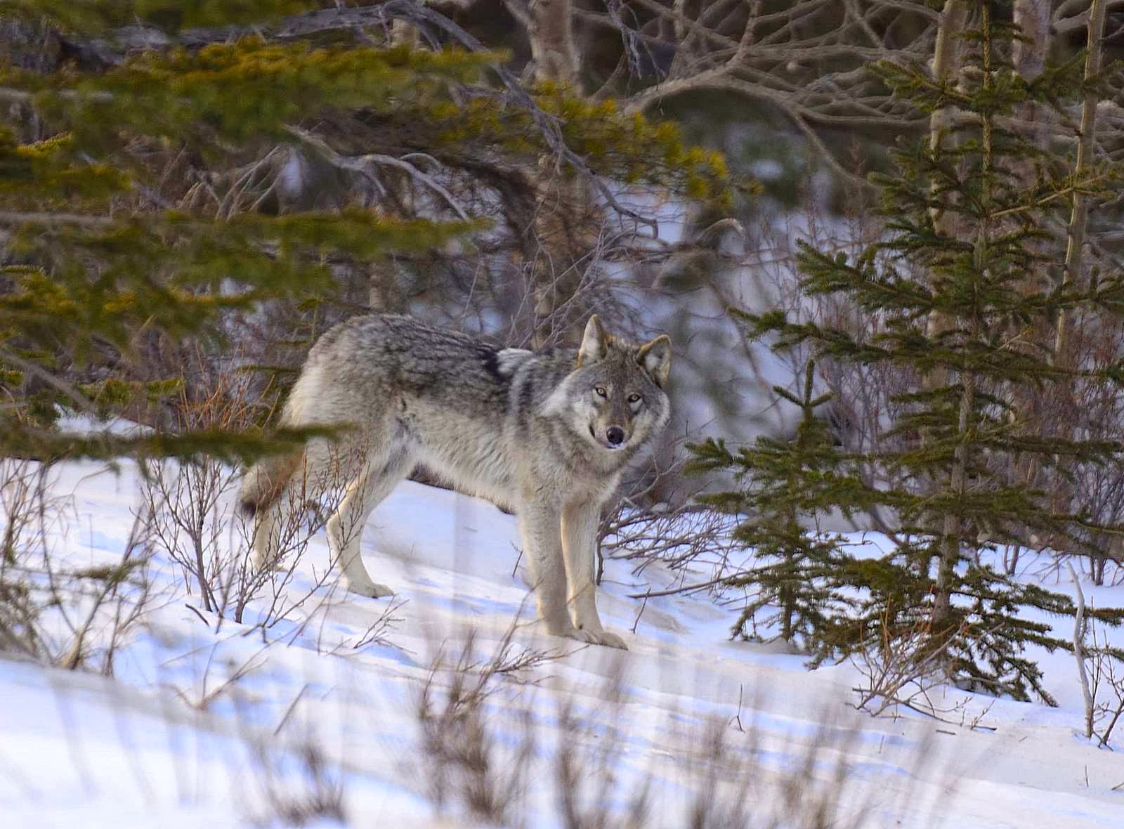 Turbo's Track and Photo Tour: Great Grey, Moose, Wolf, NPO (20140101 ...