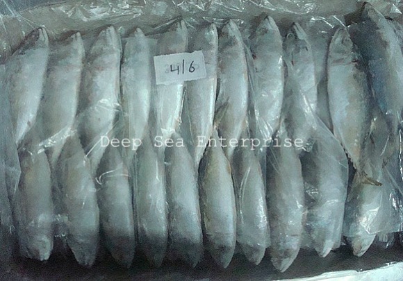 Deep Sea Enterprise: INDIAN MACKEREL - IKAN KEMBONG