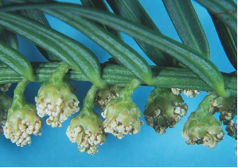 Botânica- Taxonomia: Coniferophyta(Coniferófitas)