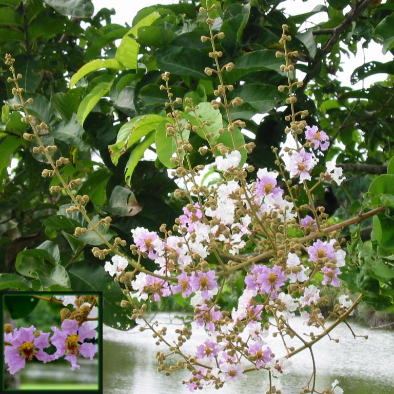 20 Pilihan Pokok-Pokok Teduhan Berbunga