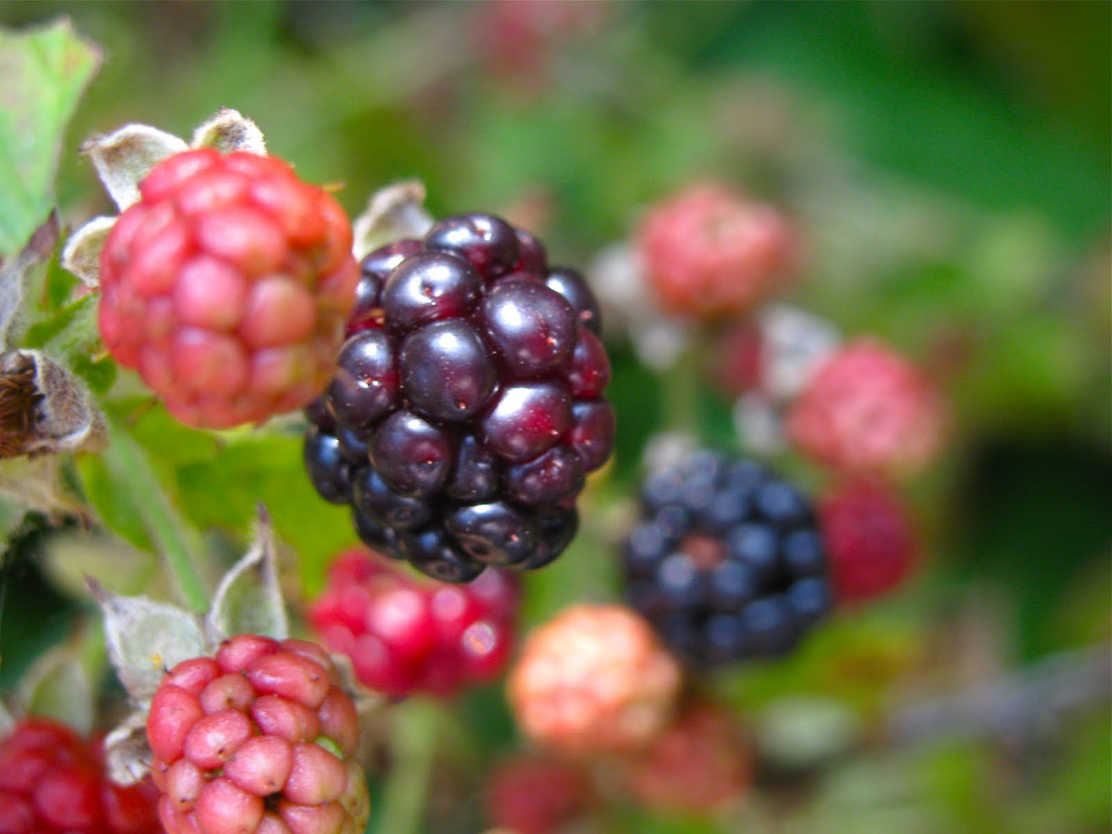 The Blackberries Are Ready the-blackberries-are-ready