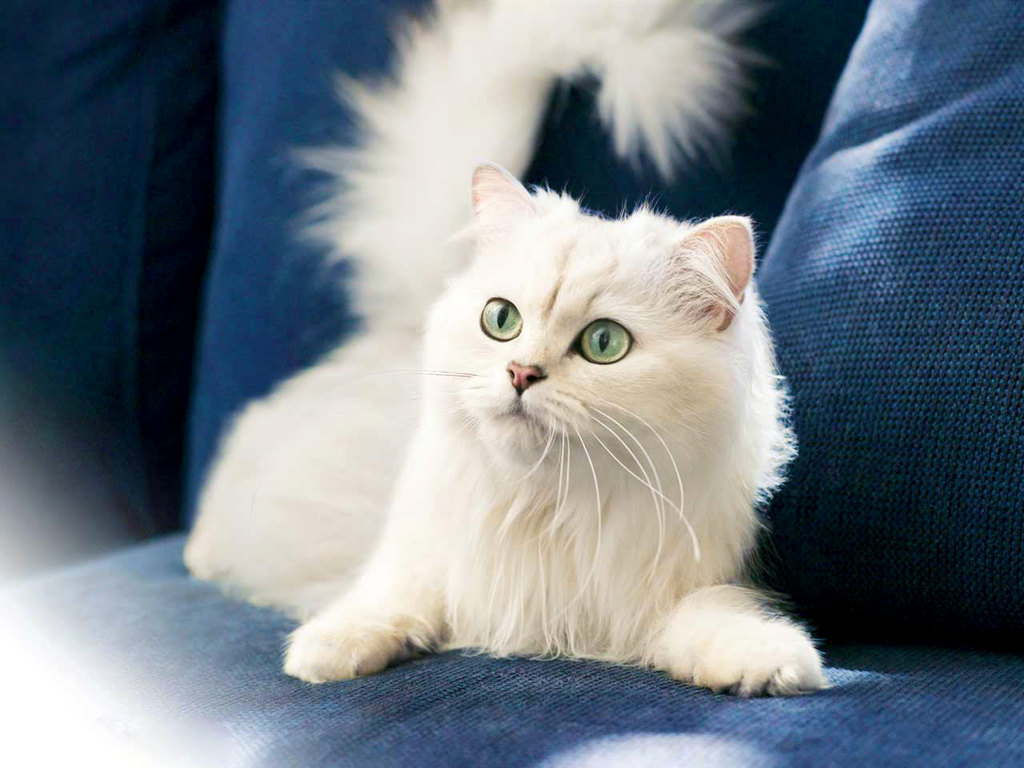 Turkish Angora Cats Information-Facts & Pictures | All Wildlife Photographs
