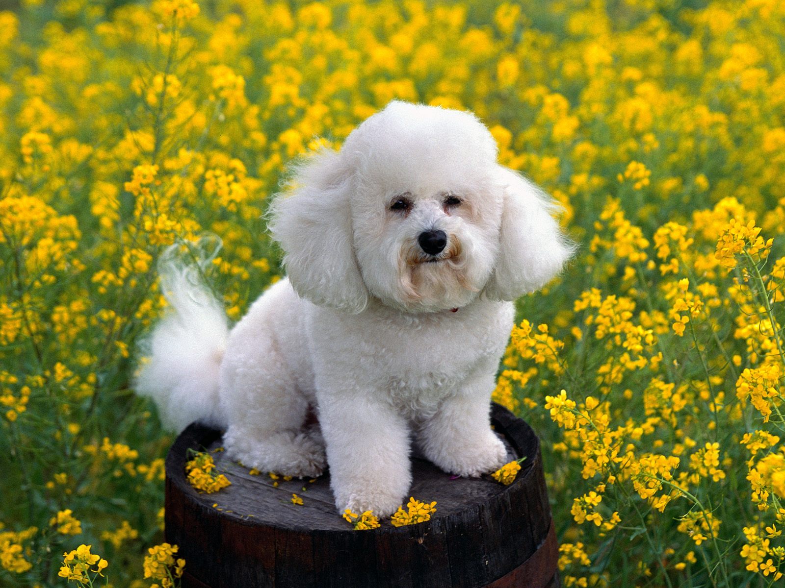 Bichon Frisé | The Life of Animals