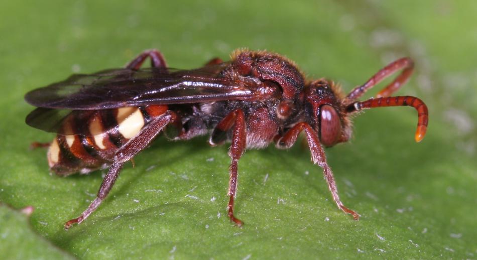 Variety of Life: Nomadinae