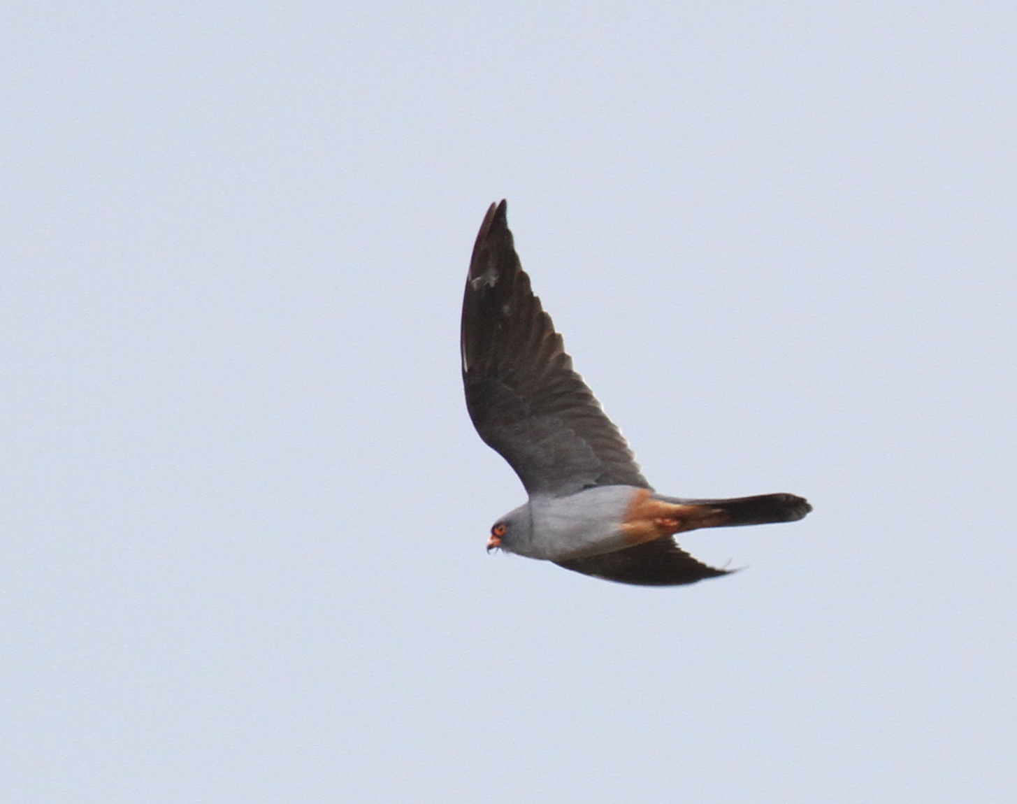 Graham's Birding Blog: Red-footed Falcon at Lakenheath