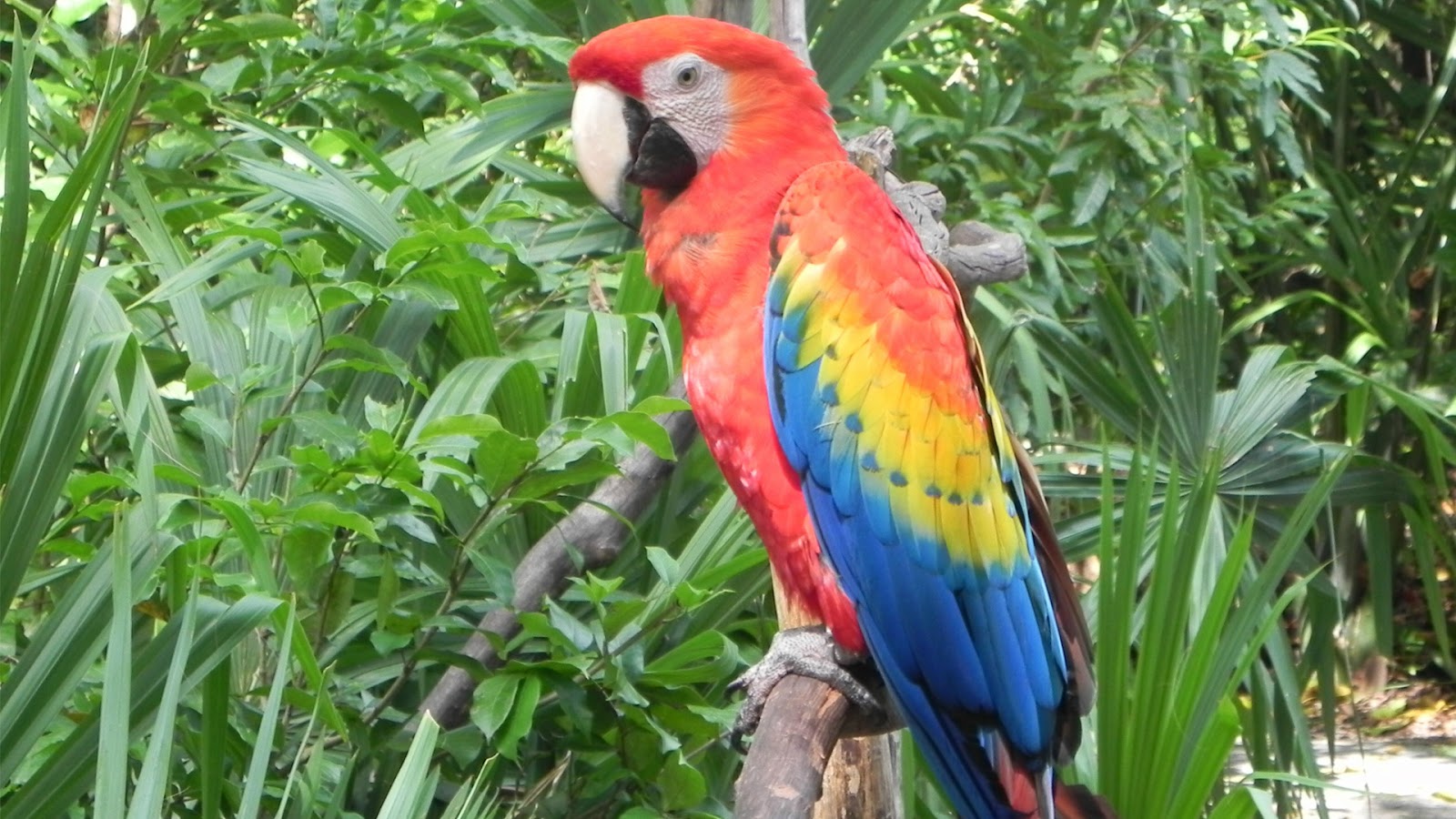 Macaw Parrot | HD Wallpapers (High Definition) | Free Background