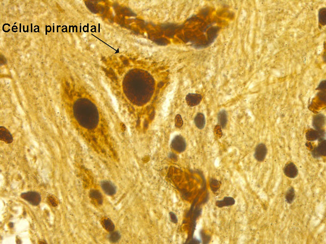 Manual interactivo de morfología celular: Morfología de células ...