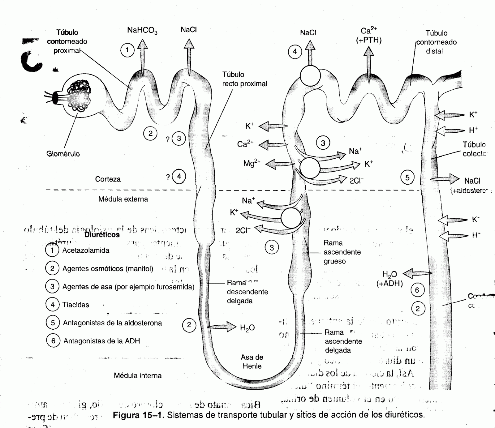 Medicine and Beyond: La nefrona: una "maraña interesante"