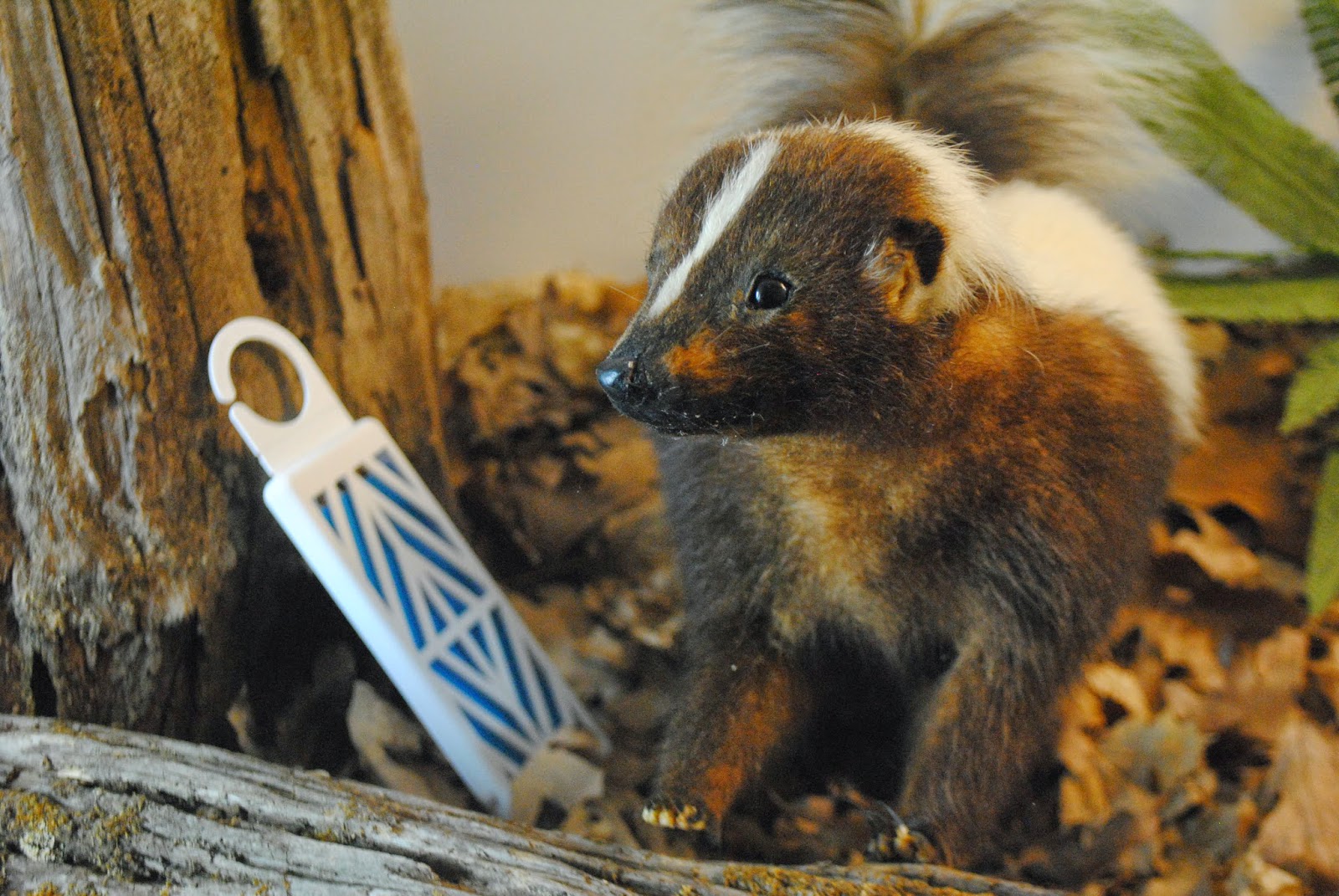 The Carpetbagger: Mammoth Cave Wildlife Museum
