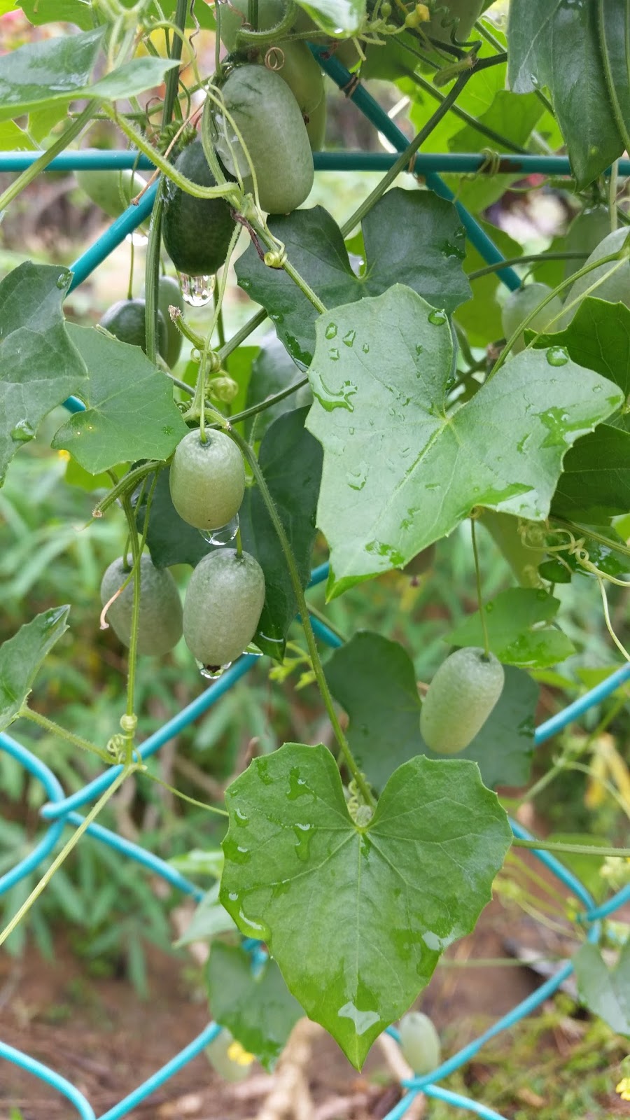 Warisan Petani: Pokok Timun Tikus 2