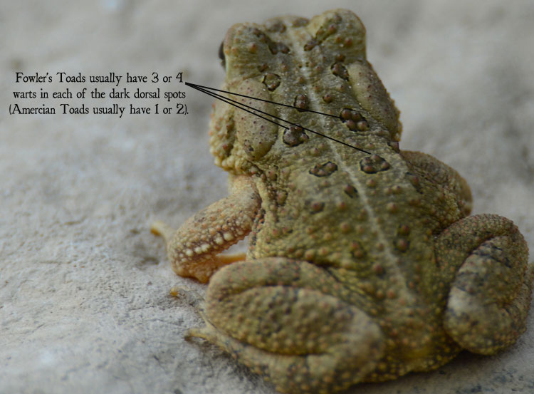 Red and the Peanut: A Fowler's Toad in a clearing along the Little ...