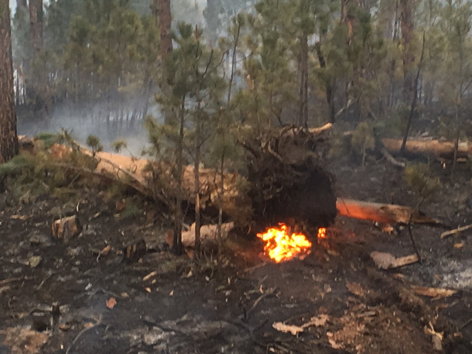 Great Plains Fire Information: Whitetail Fire