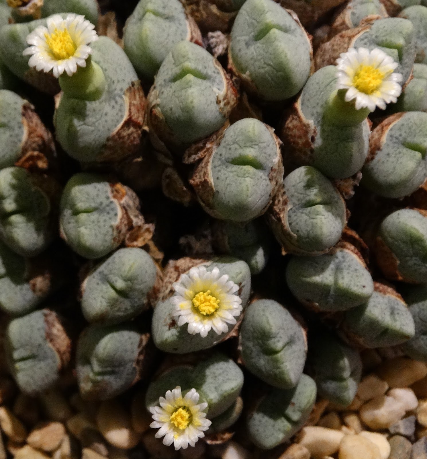 Succulent Sundae: CONOPHYTUYM QUAESITUM