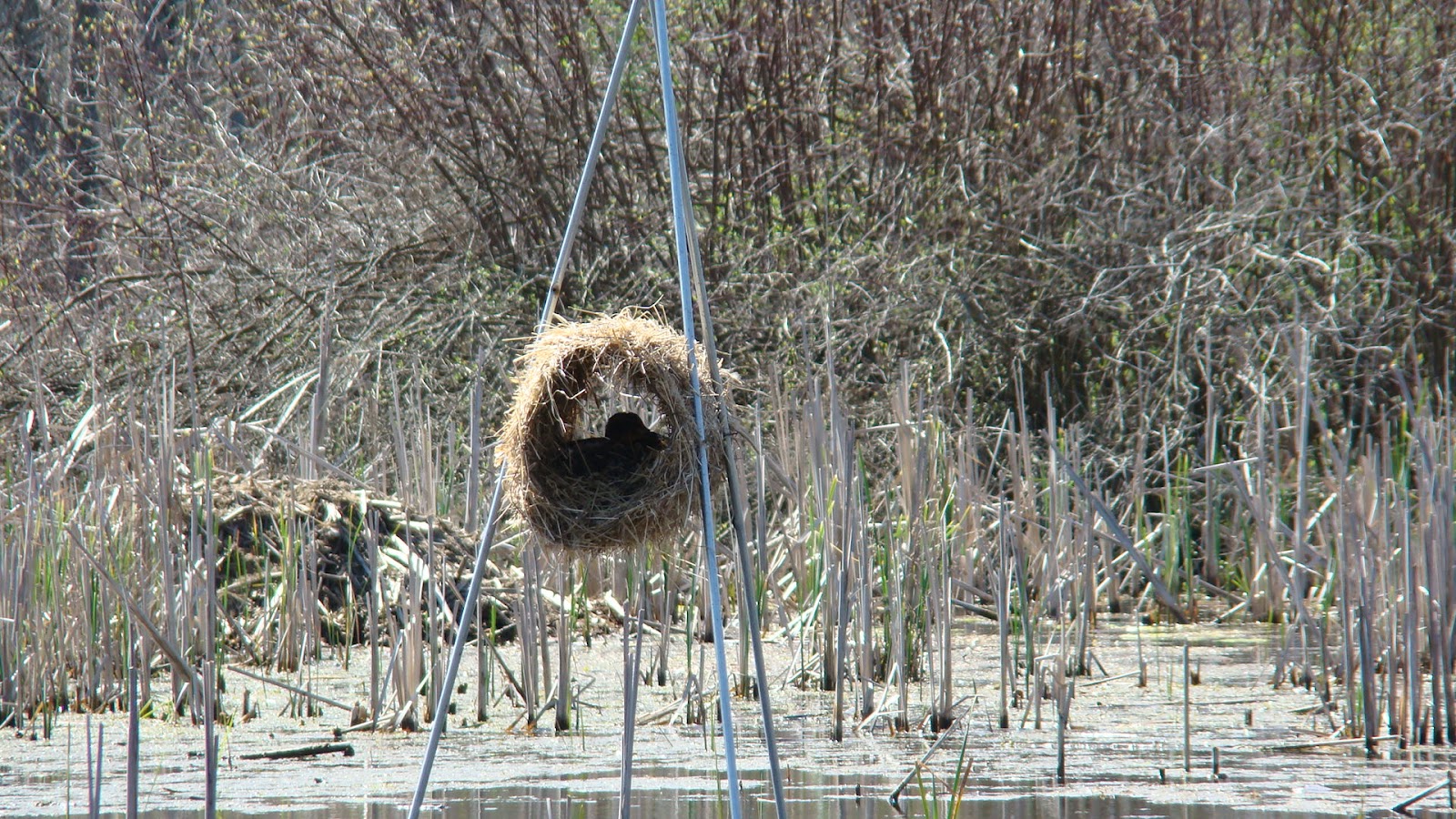 Burly Bird: Iroquois and Montezuma NWR's...