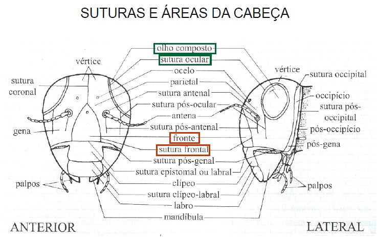 AgronoMais: Entomologia - Anatomia externa dos Insetos (Cabeça) Parte I