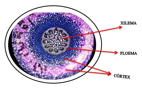 BIOLOGÍA VEGETAL II.: Pteridofitos
