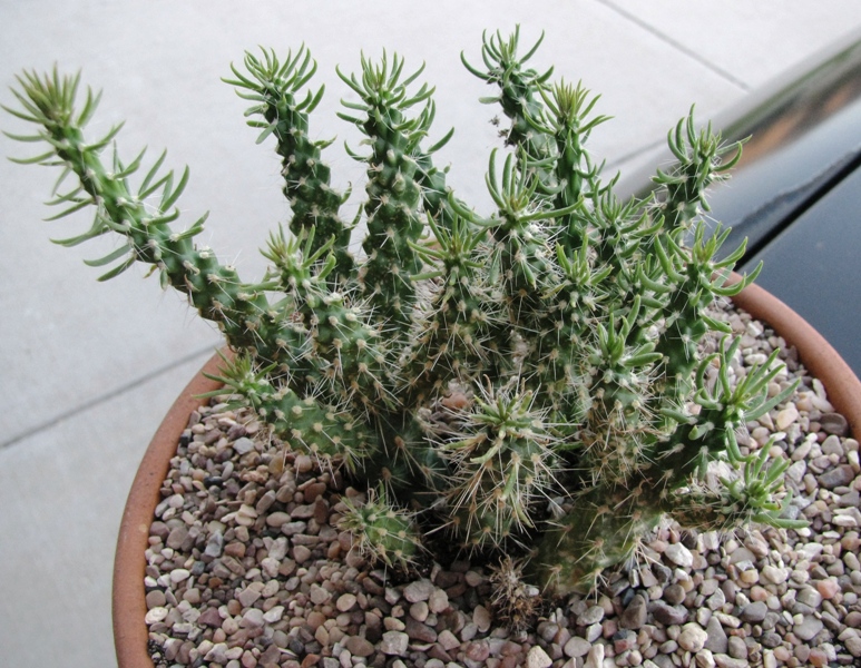 Cylindropuntia spp • Mini Cholla • Cactus/Succulents • full sun, hardy ...