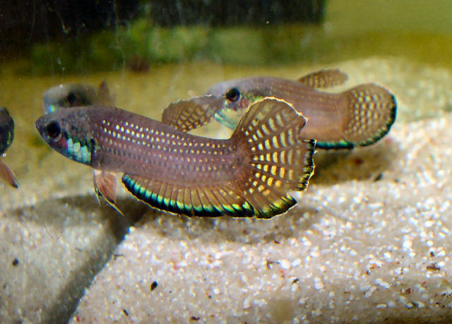 Simple Mouthbrooder - Betta simplex ~ Nice Betta