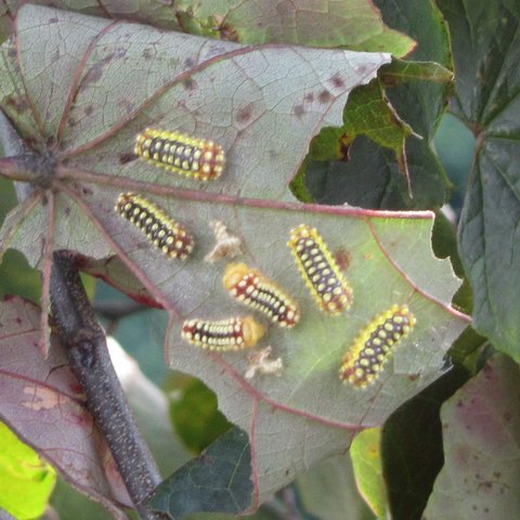 Blog of an Ancient Gardener: Stinging Discovery in Our Redbud Tree