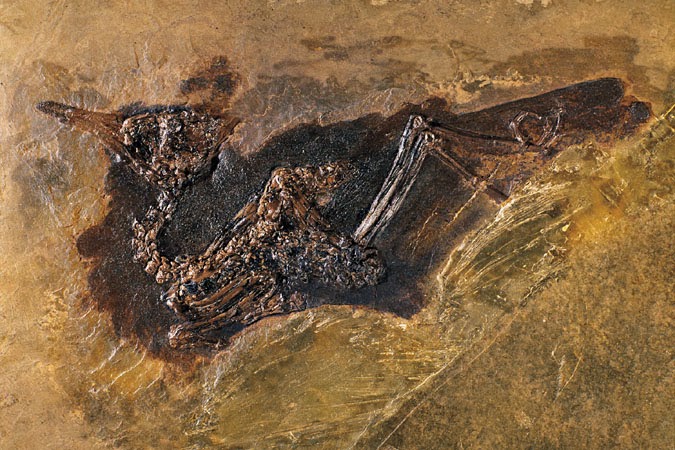 Variety of Life: Anomalogonatae