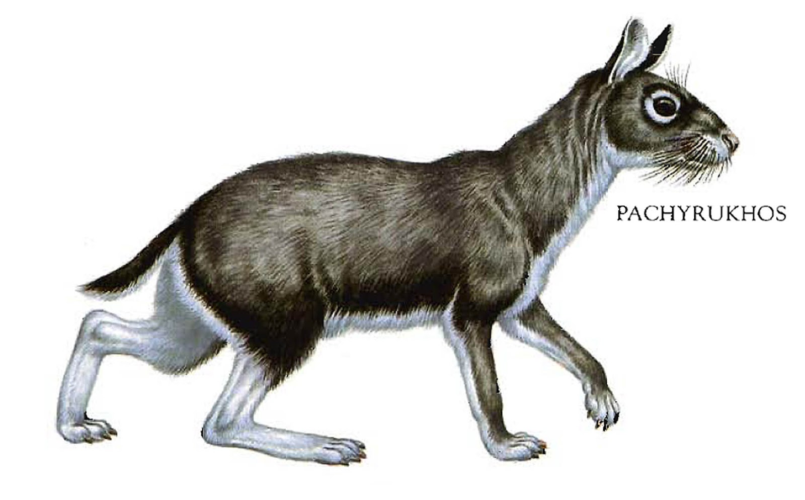 Escenarios prehistóricos: Pachyrukhos