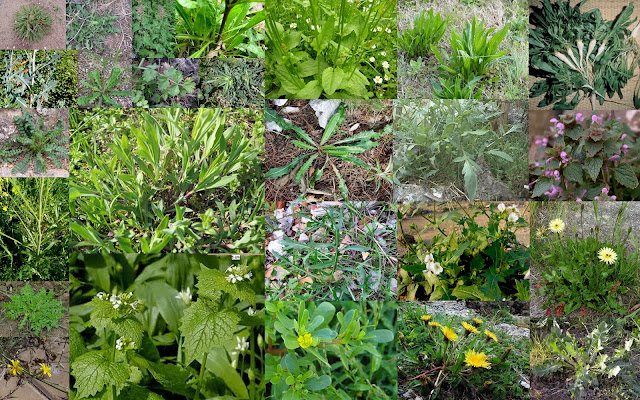 Comenius: "Let's Travel!": "Plants travel around Europe" (Italy)