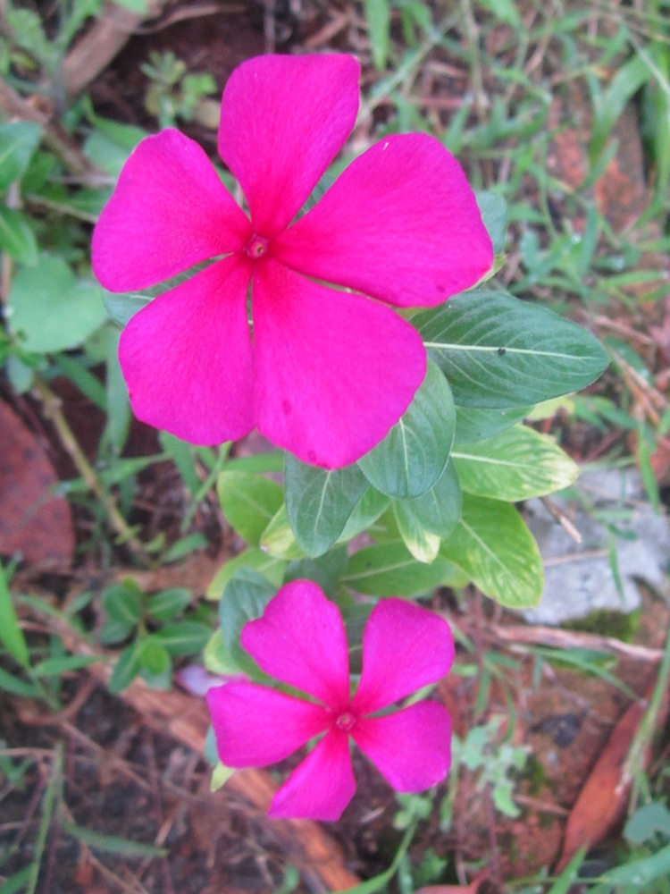 Terpopuler 27+ Bunga Kemunting