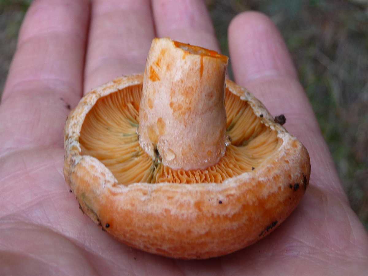 r o b i n 's y a r d: Lactarius