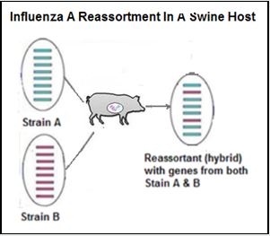 Avian Flu Diary: Sci Rpts:Reassorted H9N2:pH1N1 Virus Transmission ...
