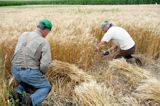 Alternative Roots Farm: July 2013