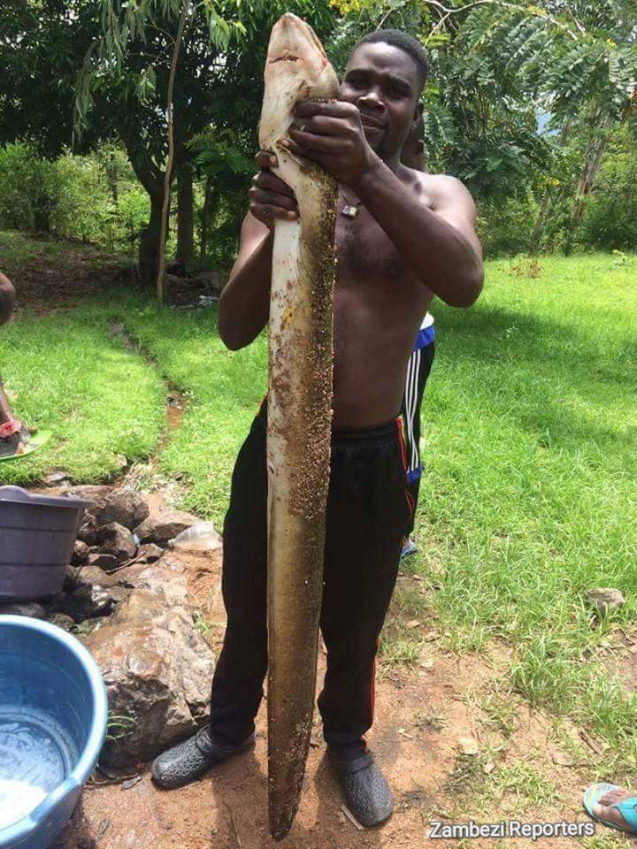 See this snake like fish caught in River Malawi | OddNaija