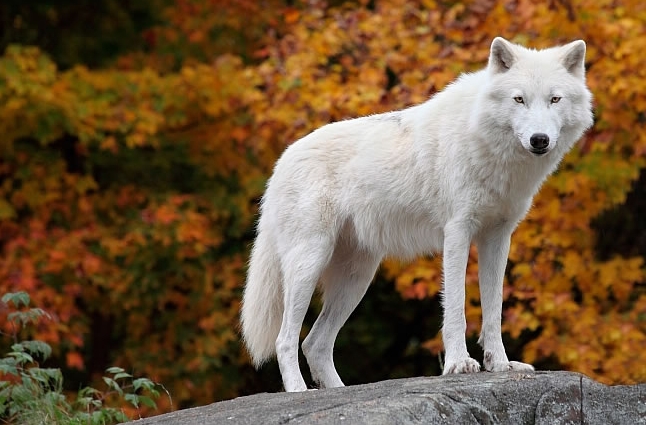 White Wolf : Breathtaking photos of wolves in the woods during the ...
