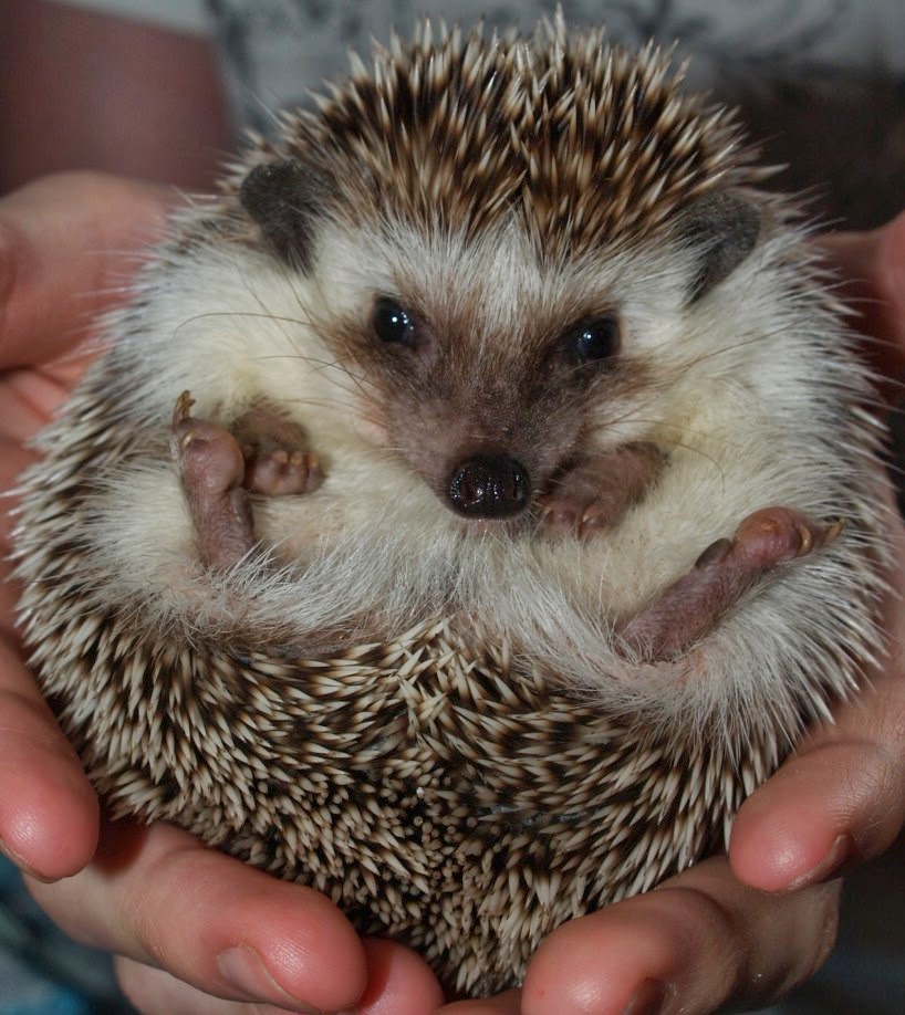 Landak Mini Brown dan Landak Mini Chocolate | Jual Perlengkapan Dan ...