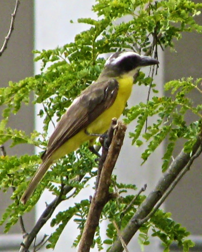 Tamarindo, Costa Rica Daily Photo: Yellow bird