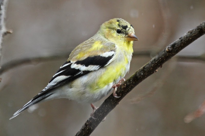 View from the Cape: Acquiring the Colors of Spring