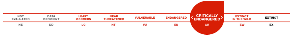 Deskripsi, Klasifikasi dan Penyebaran Kodok Merah - Generasi Biologi