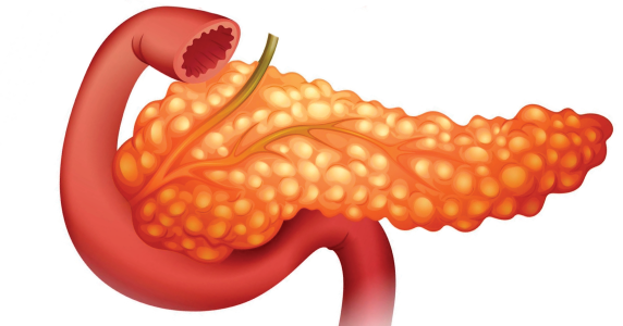 Um breve resumo sobre o pâncreas