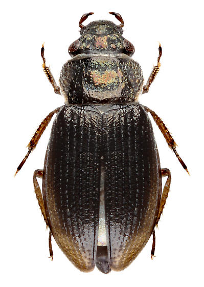 Variety of Life: Hydraenidae