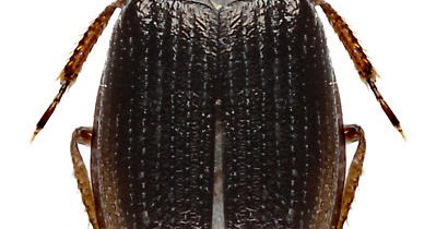 Variety of Life: Hydraenidae