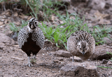 பூனைக்குட்டி: அப்பாலே போ சாத்தானே...