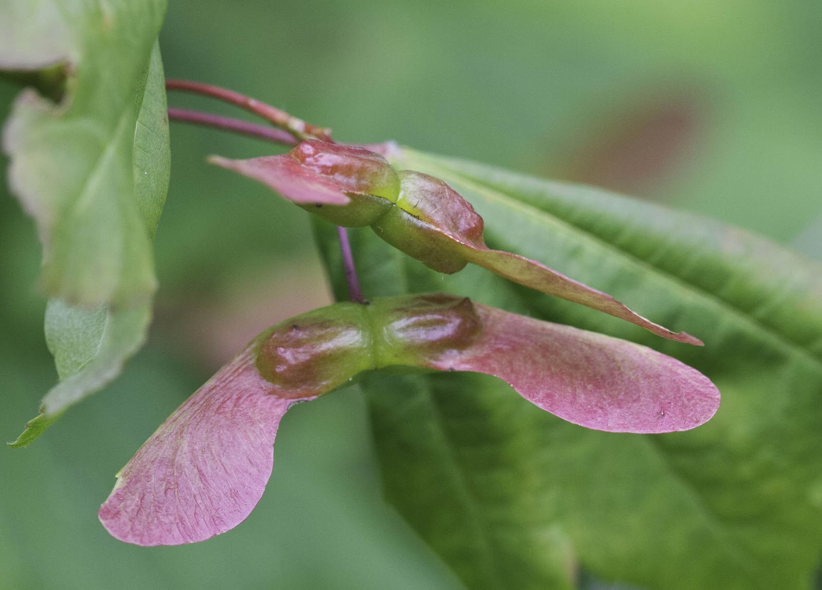 NWflora: Vine Maple, Acer circinatum