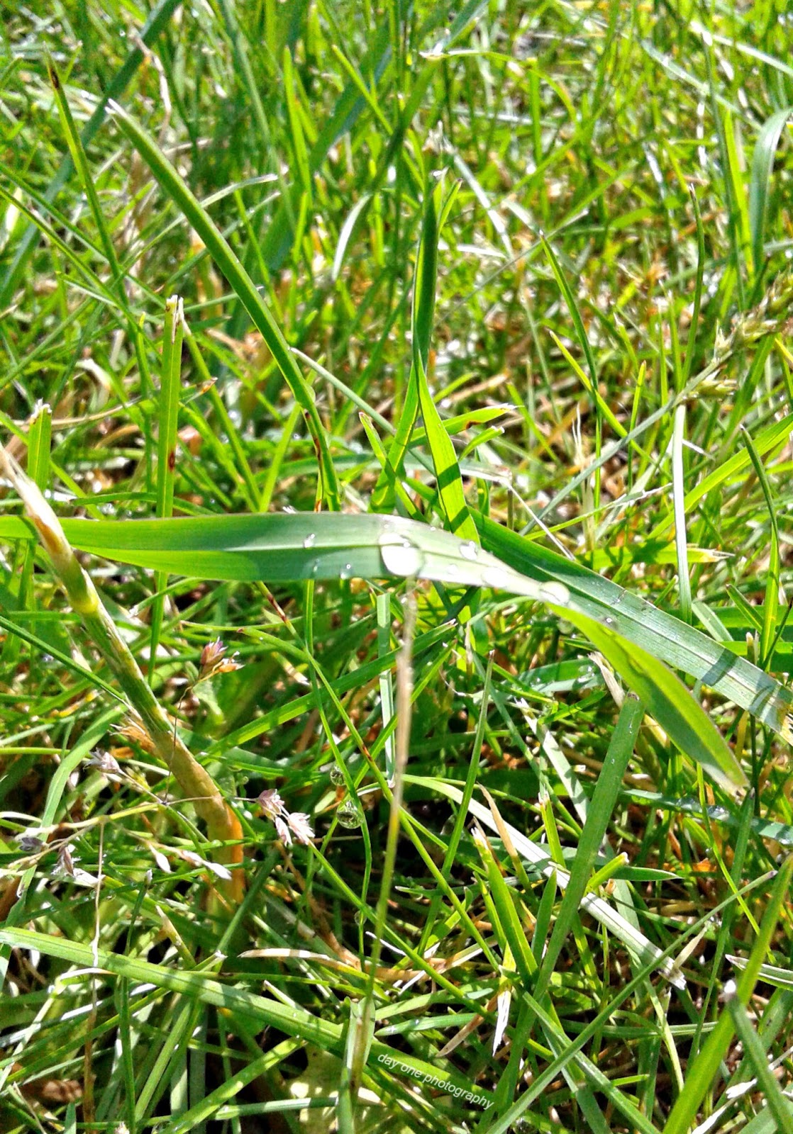 Day One Photography: Bead Of Rain/Blade Of Grass