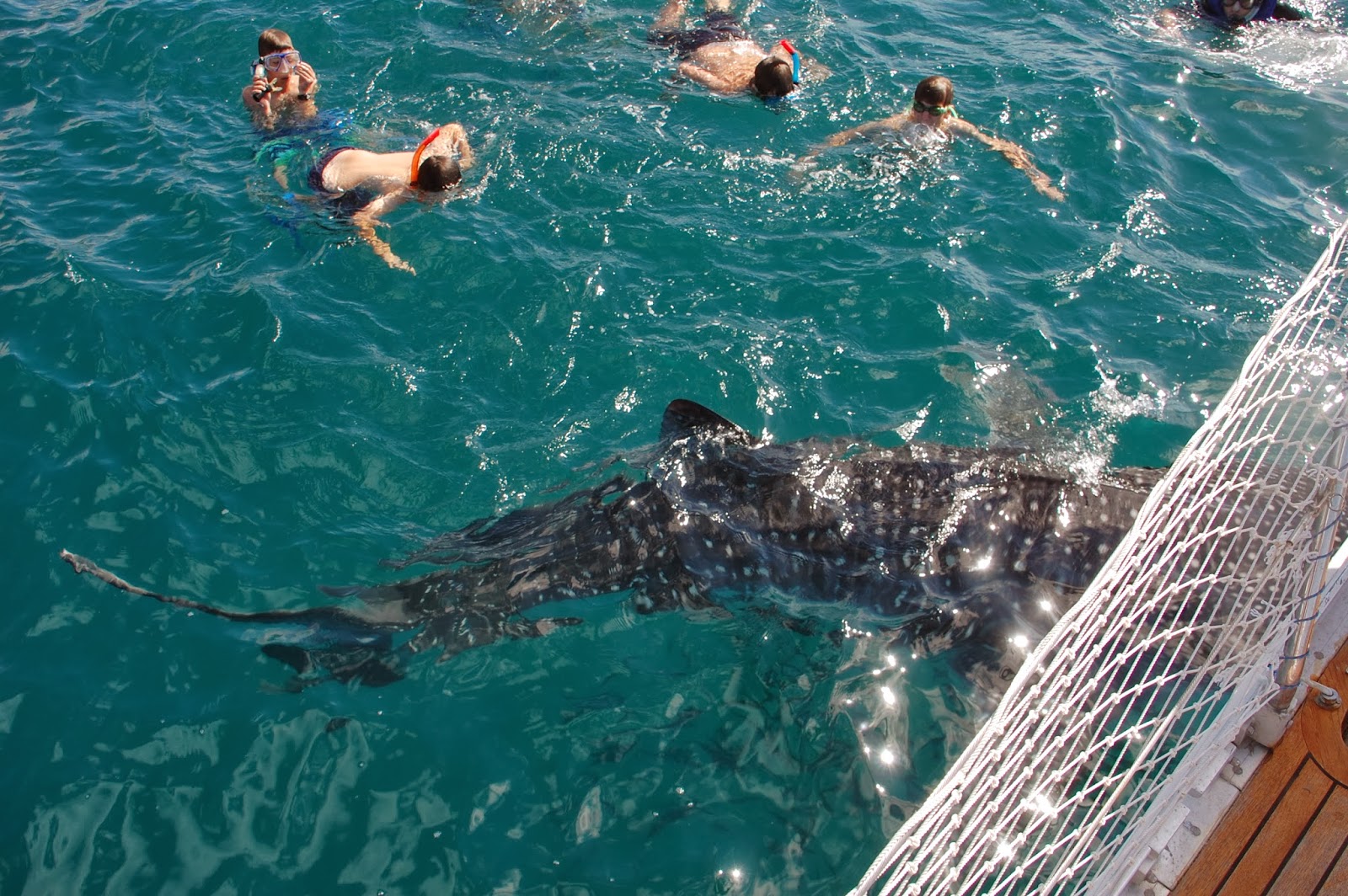 Adventures on Planet Appa: Swimming with Whale Sharks in La Paz