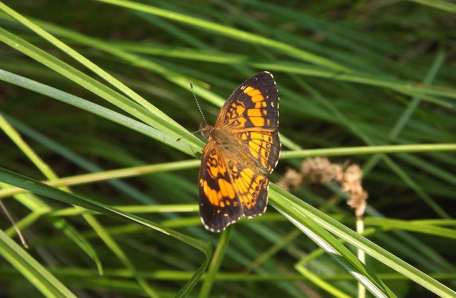 Forsythia Hill Finds: Annual Virginia Master Naturalists North American ...