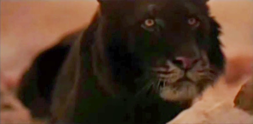 Um Pouco sobre Tudo: Tigre Negro